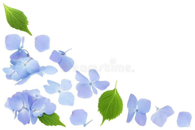 Blue Hydrangea Flower Isolated on White Background. Top View Stock ...