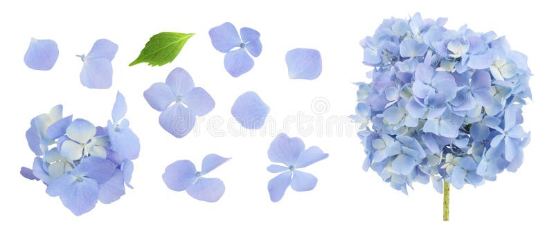 Blue Hydrangea Flower Isolated on White Background. Top View Stock ...