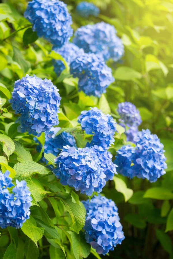 Blue Hydrangea Flower in Japan Stock Photo - Image of kyoto, green ...