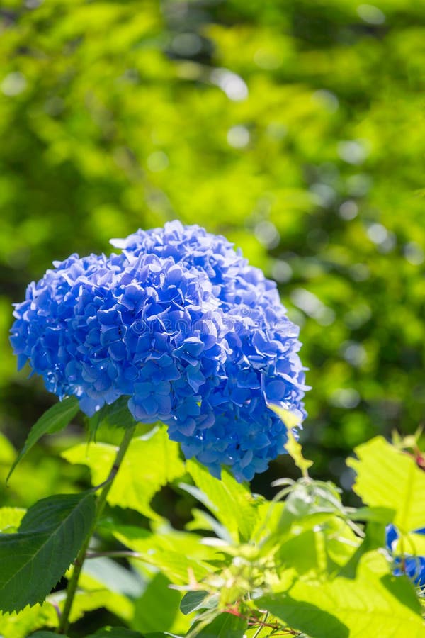 Blue Hydrangea Flower in Japan Stock Image - Image of rain, plant: 91155647