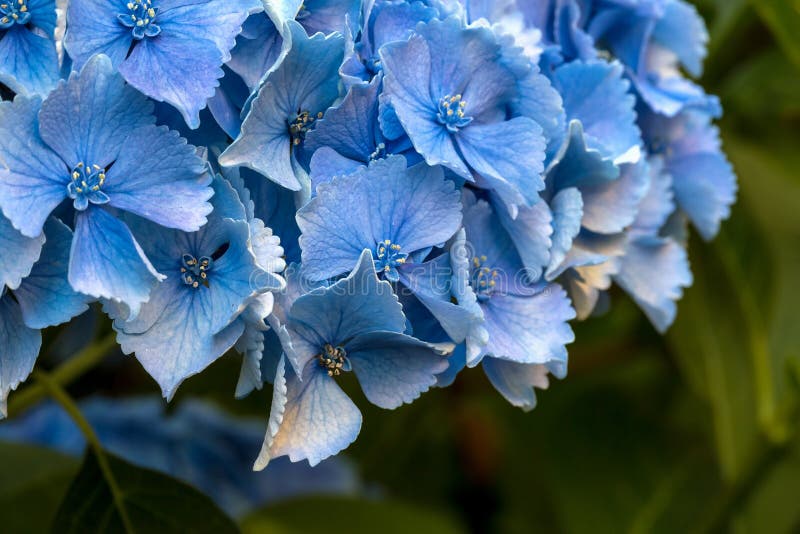 Blue Hydrangea Flower Macro Stock Photo - Image of floral, yard: 100882066