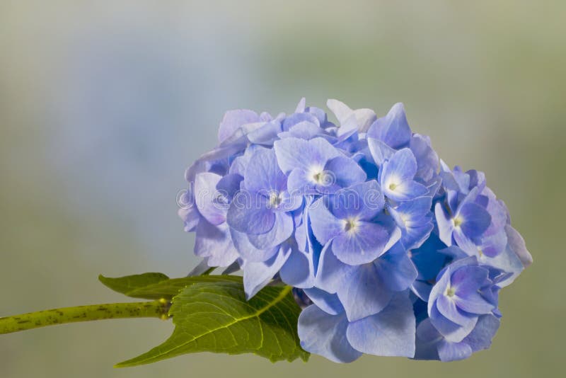 Blue Hydrangea Flower Stem Isolated on Textured Background. Stock Image ...