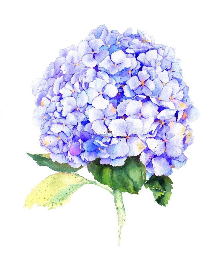Hydrangea Flower Stock Illustrations – 13,808 Hydrangea Flower Stock ...