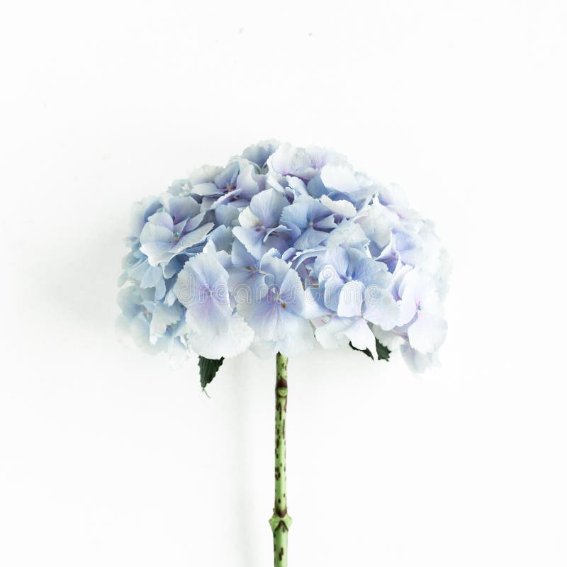 Blue Hydrangea Flower on the White Background. Flat Lay, Top View Stock ...