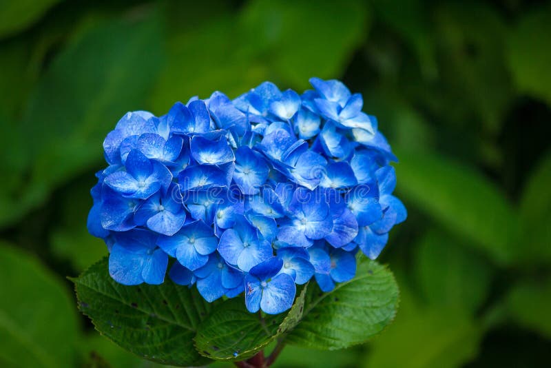 Blue Hydrangea Flowers Blooming in a Garden. Stock Photo - Image of ...