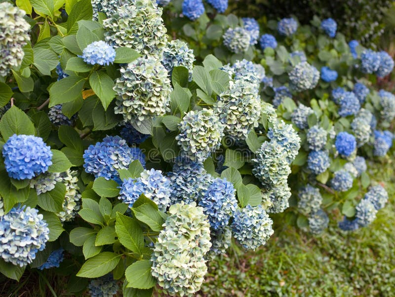 Hydrangea Macrophylla Ornamental Shrubs with Blue Flower Heads Garden ...