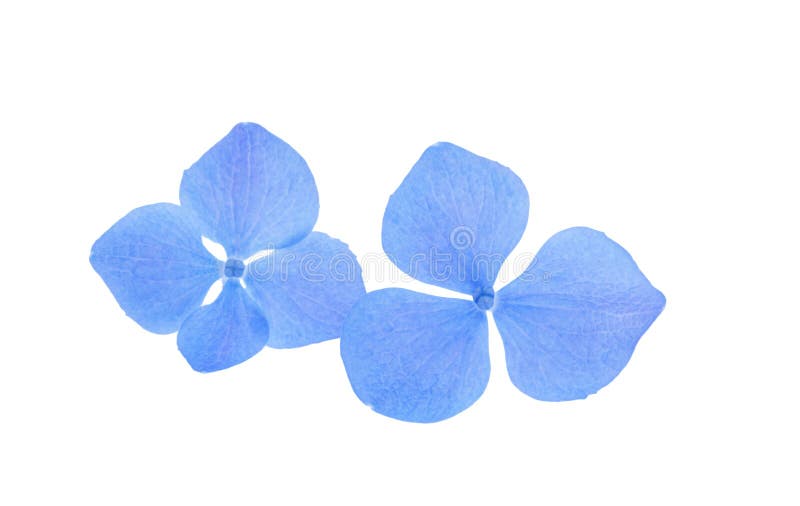 Blue Hydrangea Flowers Isolated Stock Photo - Image of purple, bright ...