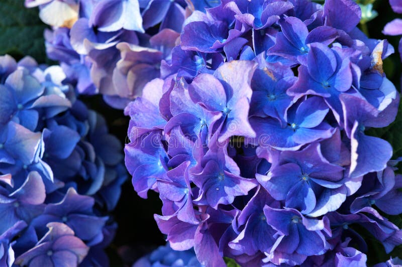 Blue Hydrangea Flowers, Purple. Stock Image - Image of blooming ...