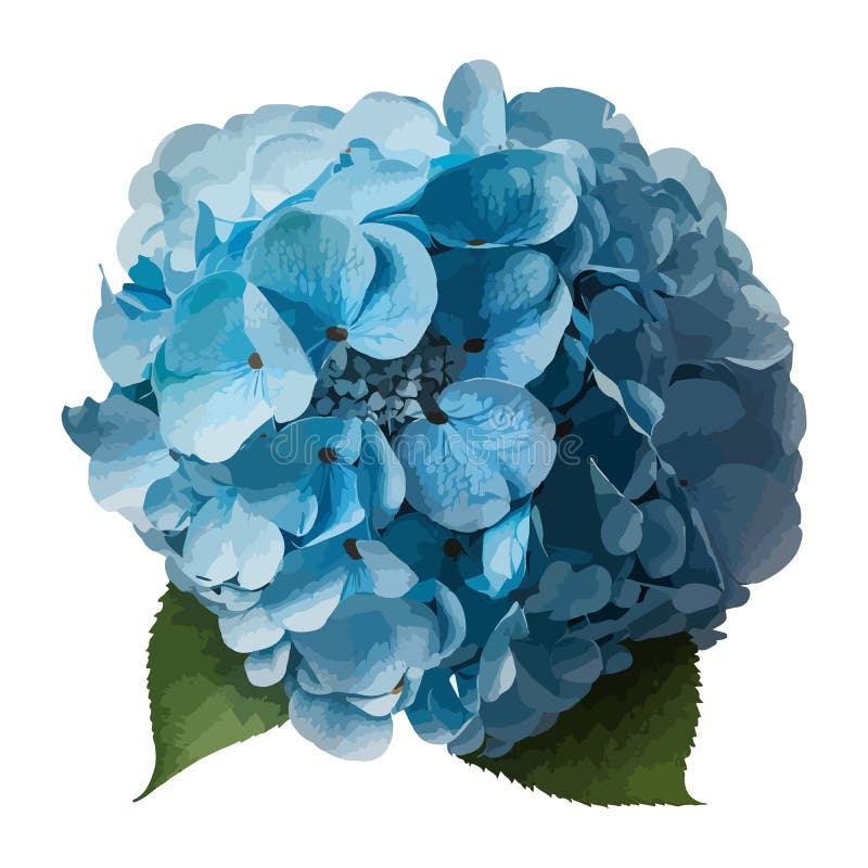 Blue Hydrangea Flowers. Vector Stock Illustration Eps10. Stock Vector ...