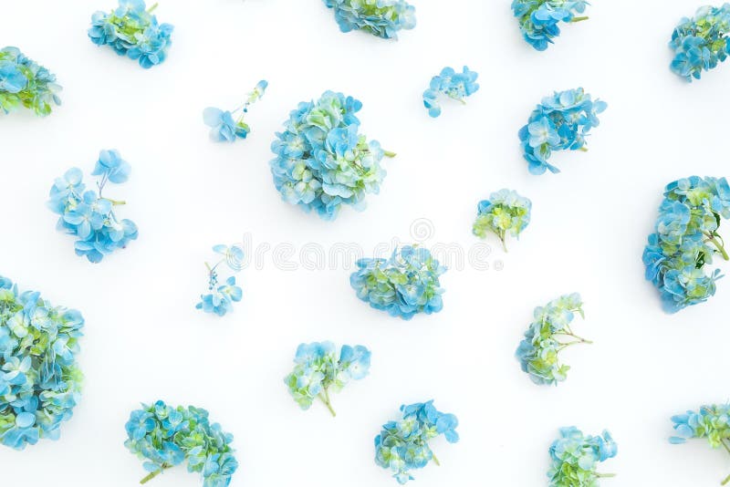 Blue Hydrangea Flowers on White Background. Flat Lay, Top View. Floral ...