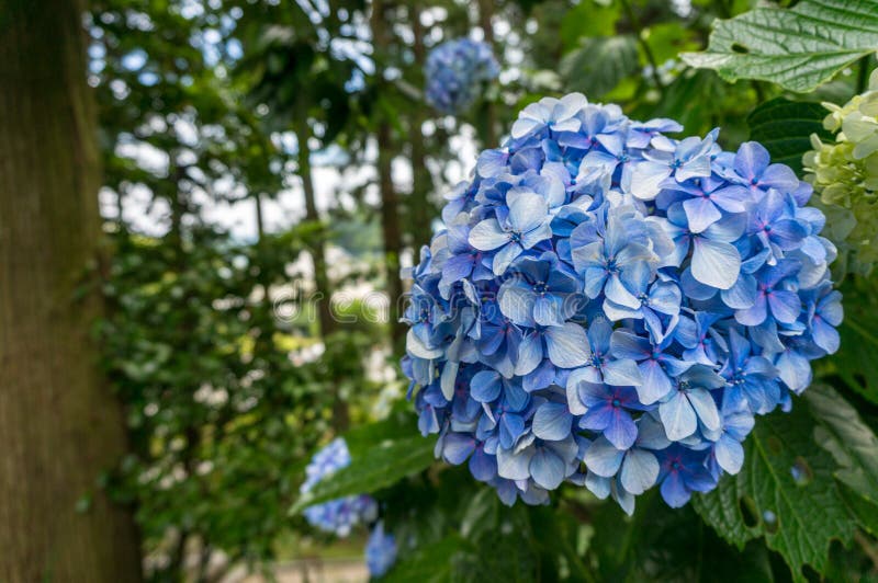Blue Hydrangea with a Forest in the Background Stock Image - Image of ...
