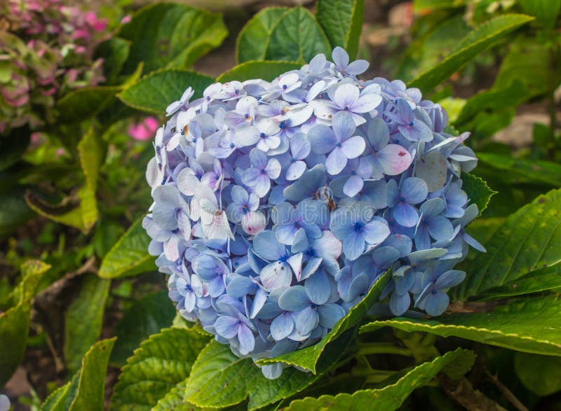 Blue hydrangea stock photo. Image of rosette, botanical - 36271364