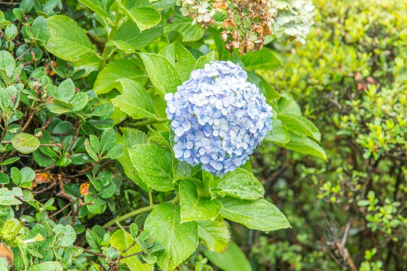Blue Hydrangea stock photo. Image of bush, plant, floral - 75627244