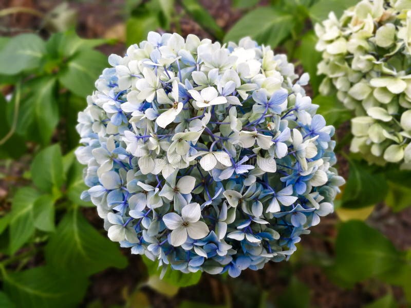 Blue hydrangea in a garden stock image. Image of summer - 127011179