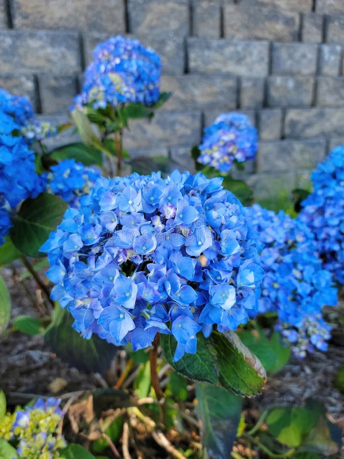 Blue Hydrangea in Garden stock image. Image of closeup - 221736929
