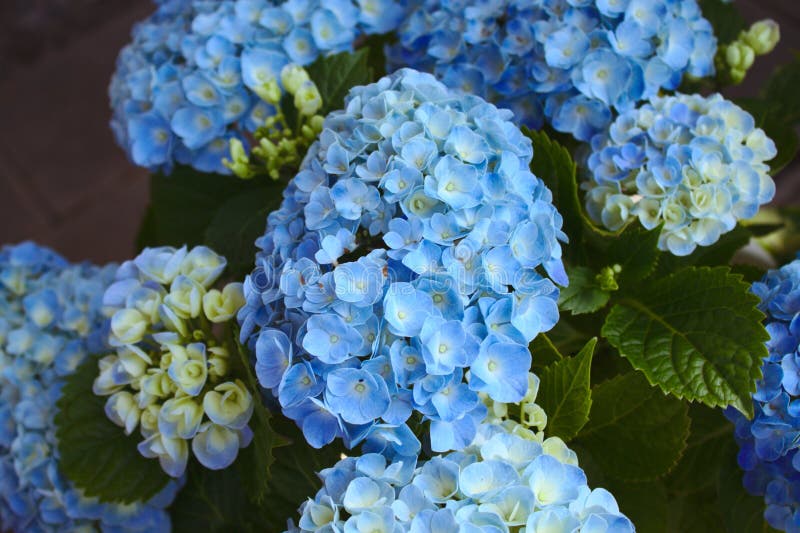 Blue Hydrangea in the Garden Stock Photo - Image of gardening, blossom ...