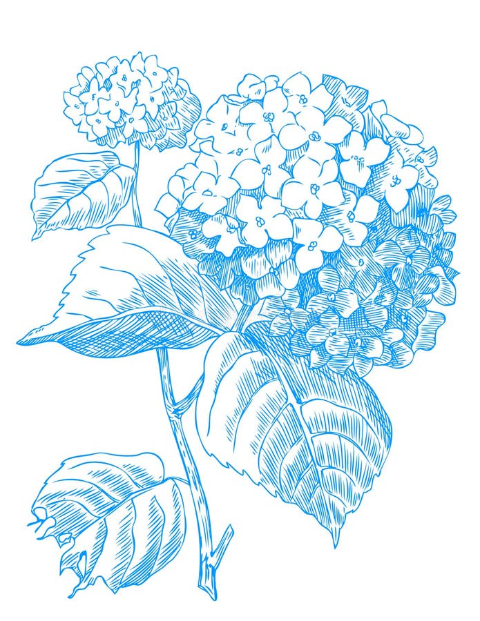 Blue Hydrangea stock illustration. Illustration of leaves - 121753376