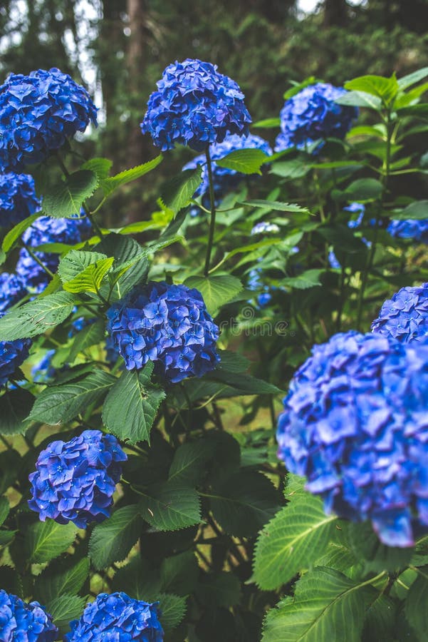Blue Hydrangea Hortense Blooming in Spring Stock Photo - Image of ...