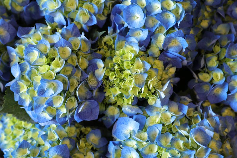 Blue Hydrangea or Hydrangea Macrophylla Background, Top View. Stock ...