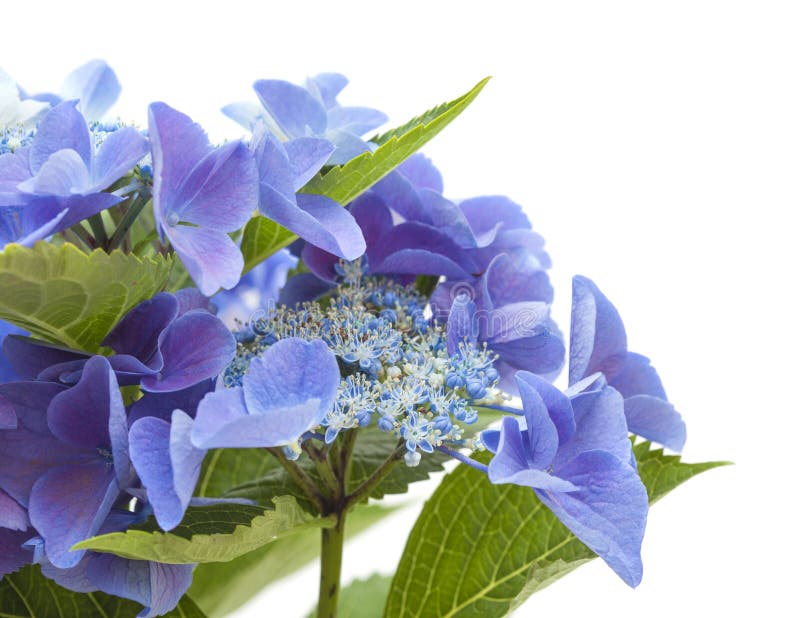 Blue Hydrangea isolated stock photo. Image of french - 92526418