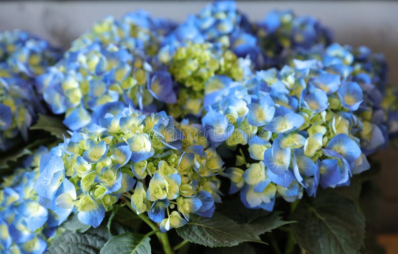 Blue Hydrangea or Hydrangea Macrophylla Background, Top View. Stock ...