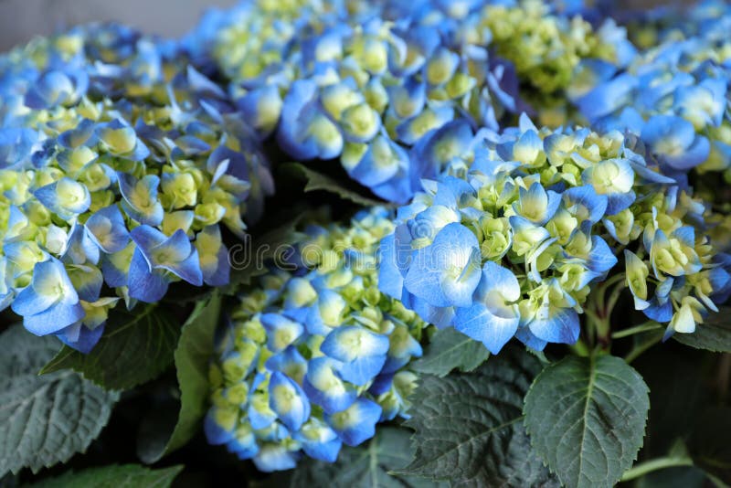 Blue Hydrangea or Hydrangea Macrophylla Background, Top View. Stock ...