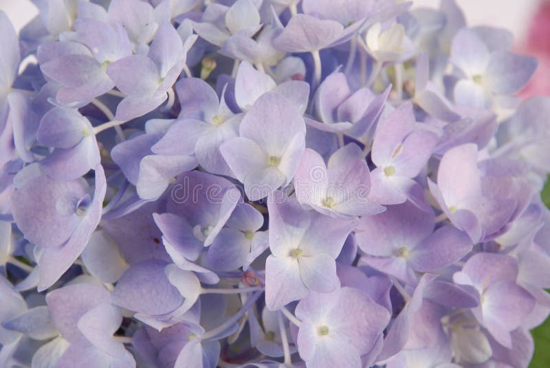 Blue hydrangea macrophylla stock photo. Image of pastel - 84835398