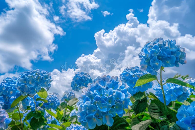 Blue Hydrangea Macrophylla are Blooming Under a Blue Sky with White ...