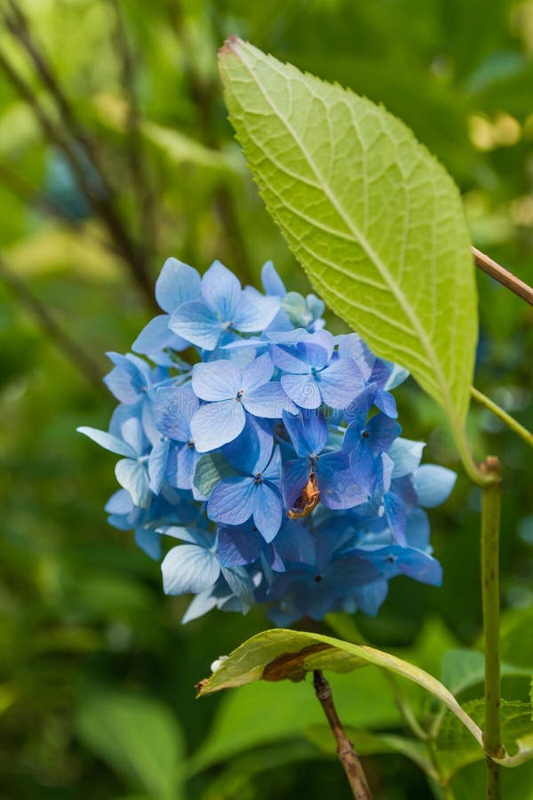 Blue Hydrangea Macrophylla Flower among Green Leaves Stock Image ...