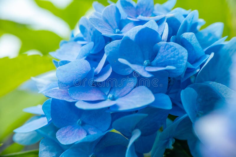 Blue Hydrangea Macrophylla.hydrangea Flowers.Growing and Caring for ...