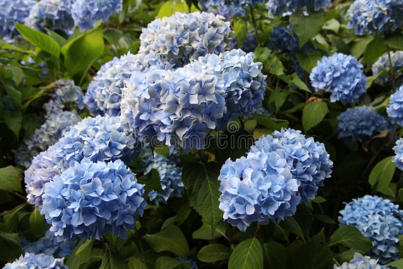 A Blue Hydrangea Plant in Full Bloom Stock Photo - Image of garden ...