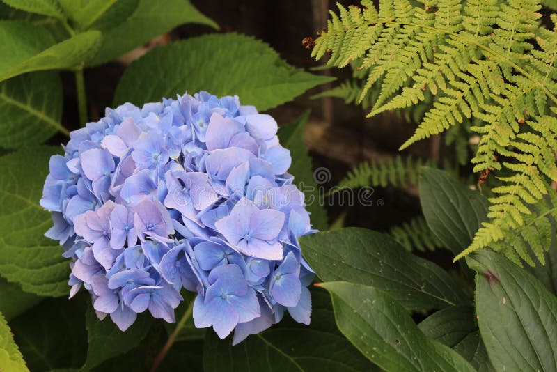 Blue Hydrangea in Spring Garden Stock Image - Image of pacific ...