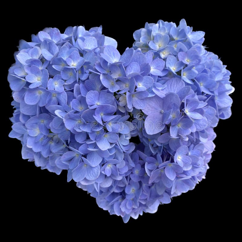 Blue Hydrangea stock image. Image of decorative, background - 262141613