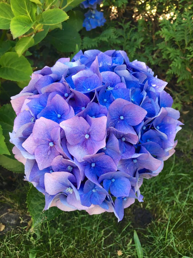Blue Hydrangea stock image. Image of beauty, blurred - 93620479