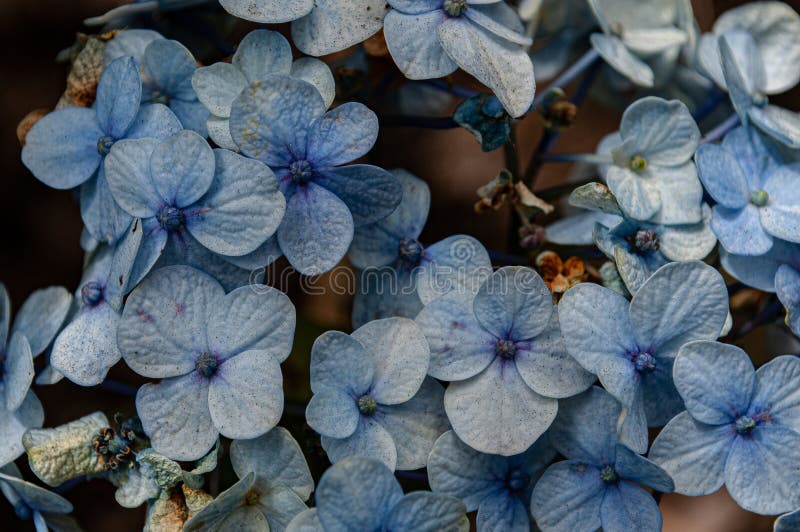 Blue hydrangeas stock image. Image of flora, blossom - 333618027
