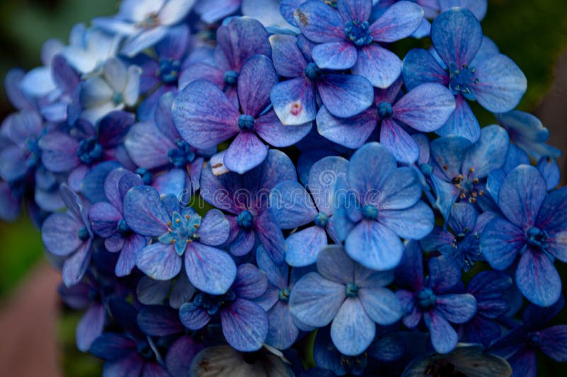 Blue hydrangeas stock photo. Image of blossom, hortensia - 333619906
