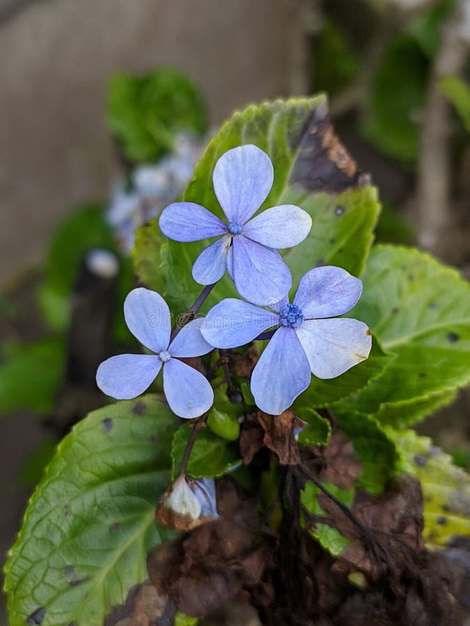 The Blue Hydrangeas Blooming in the Garden Stock Image - Image of plant ...