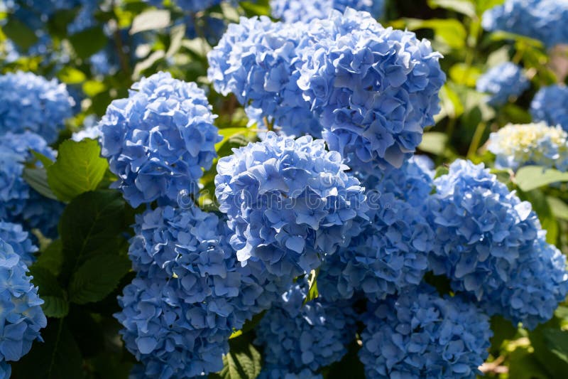 Blue Hydrangeas Grow in the Garden. Stock Image - Image of petal, flora ...