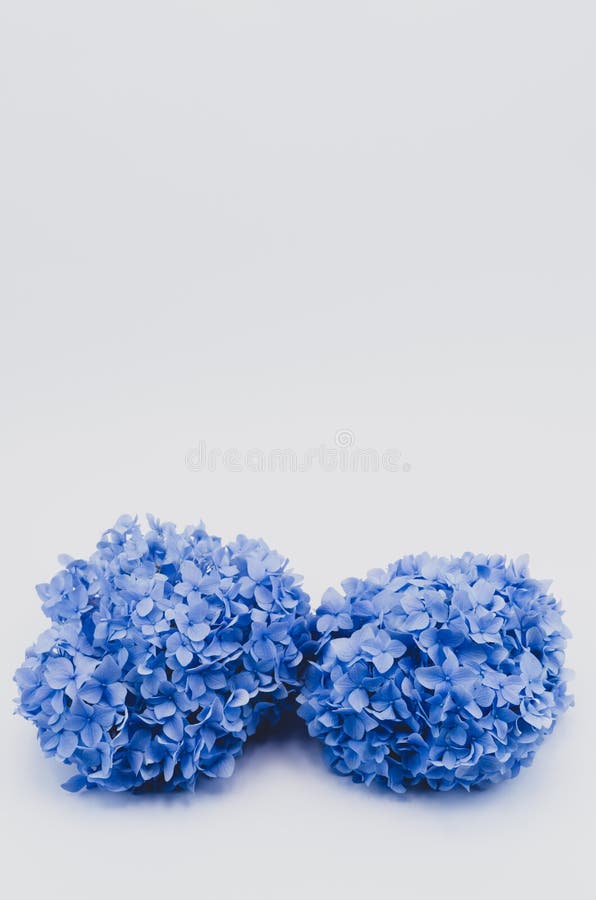 Two Blue Hydrangeas Inflorescences Side by Side Top Perspective View ...