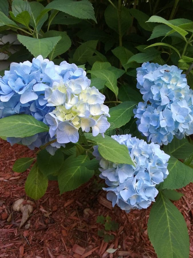 Blue hydrangeas stock photo. Image of head, botany, flower - 27121634