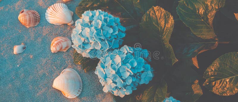 Blue Hydrangeas and Seashells Create a Serene Coastal Flat Lay Stock ...
