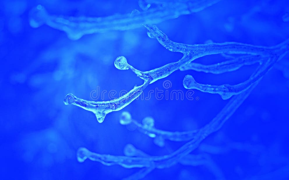Blue ice stock image. Image of winter, freezing, buds - 4333587
