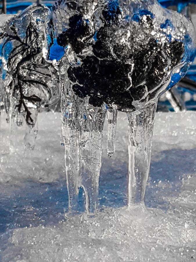 Blue Ice weed stock image. Image of blue, plant, closeup - 108014803