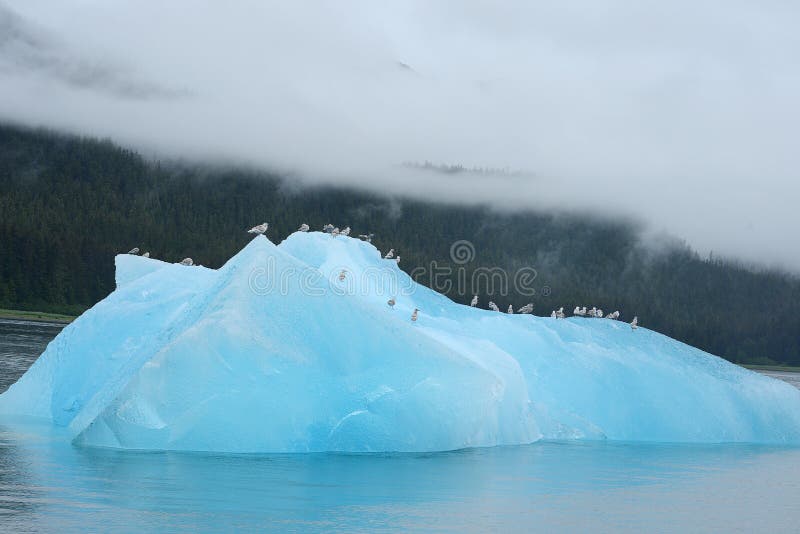 Blue iceberg stock photo. Image of animal, bird, arctic - 43720476