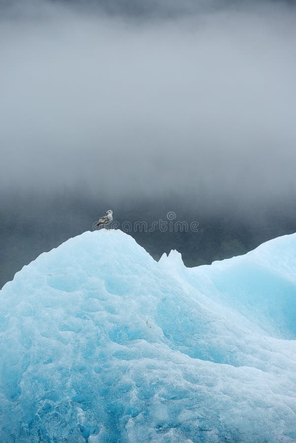 Blue iceberg stock image. Image of float, blue, winter - 44408827