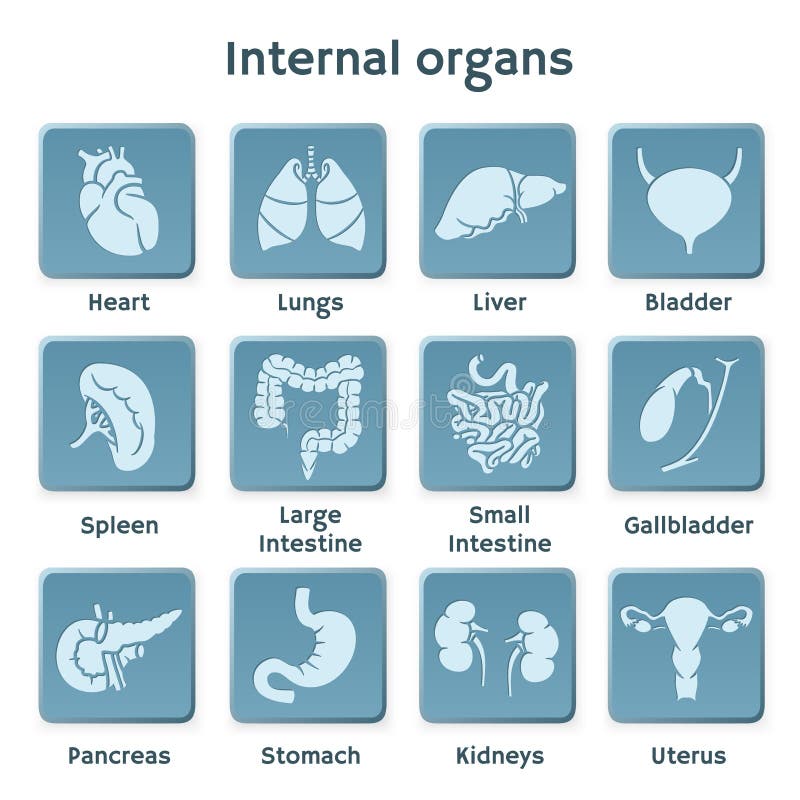 Human Organs stock illustration. Illustration of bile - 48738737