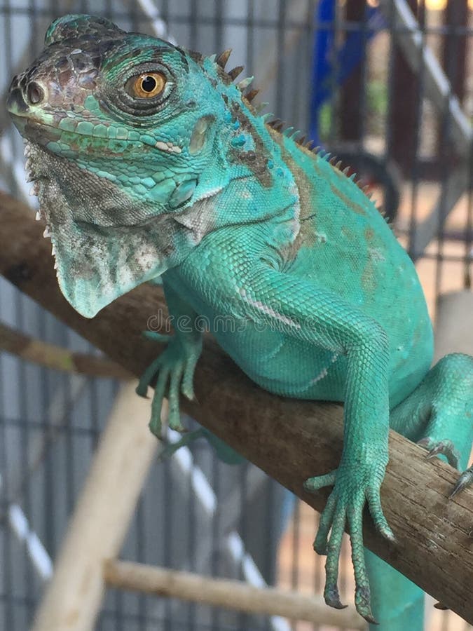 Blue Iguana stock image. Image of iguana, blue, hybrid - 68952767