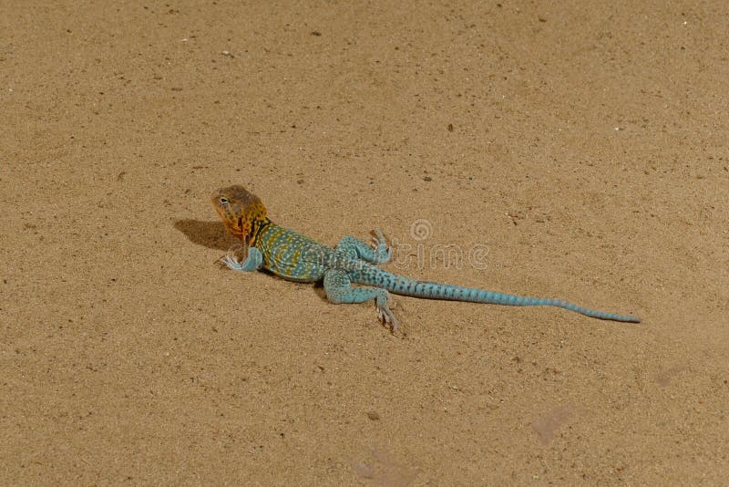 Moustached Crested Lizard in the Wild of Rainy Season Stock Image ...