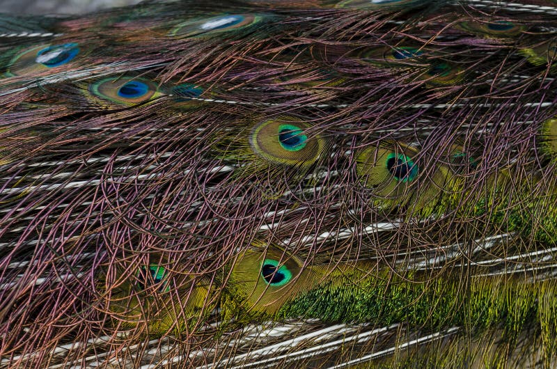 Blue Indian Male Peafowl Closeup Dancing Colorful Feather India Stock ...