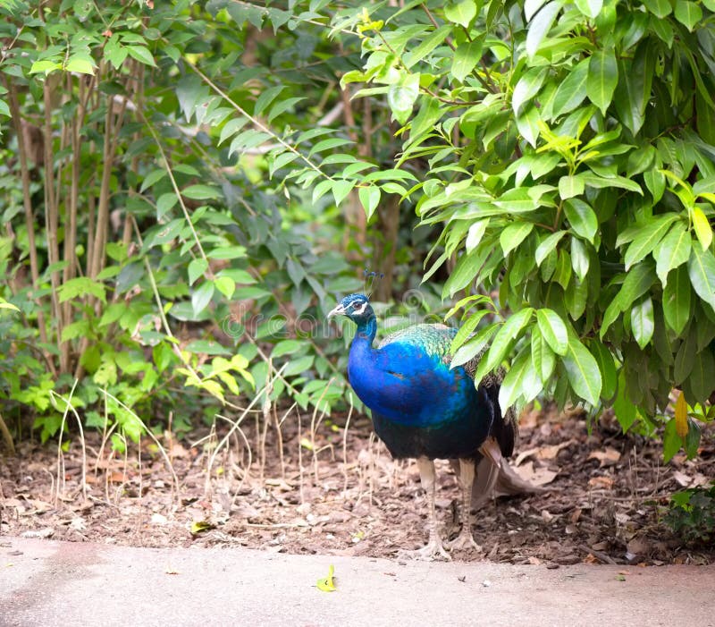Blue Indian Peacock in Nature Stock Photo - Image of curious, plant ...